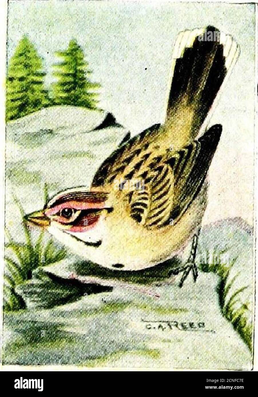 Dusky Seaside Sparrow Information