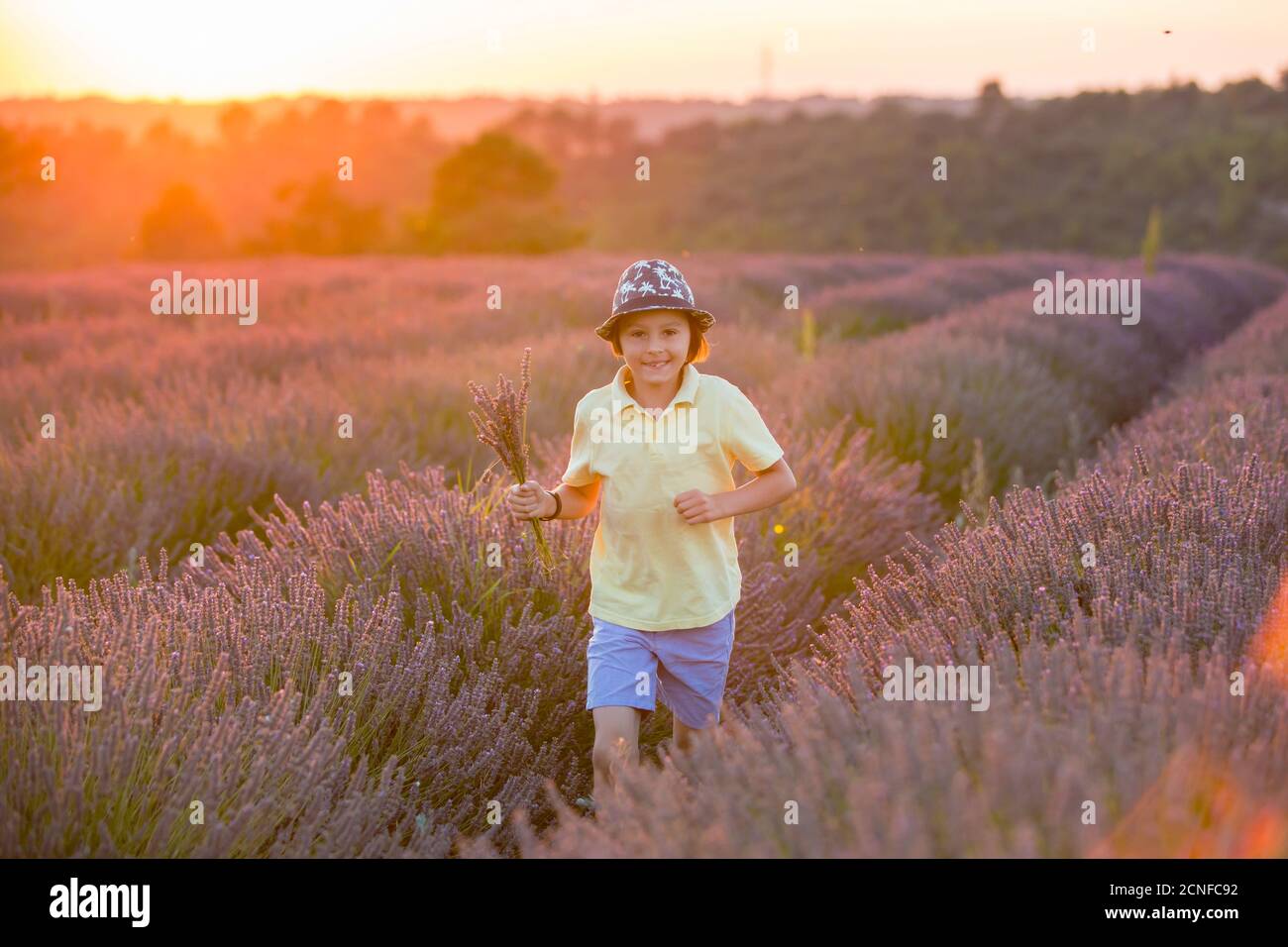 Cute little child, beautiful boy, playing in lavender field on sunset ...