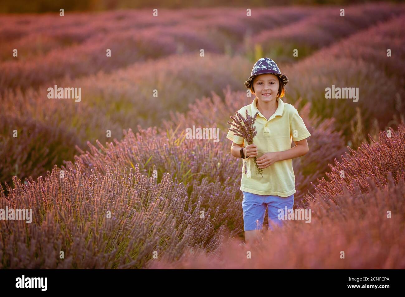 Cute little child, beautiful boy, playing in lavender field on sunset ...
