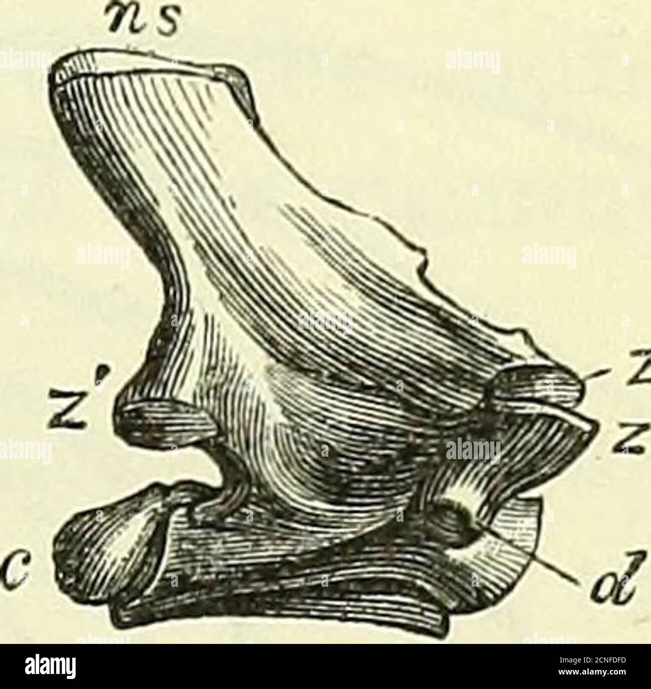 . On the anatomy of vertebrates [electronic resource] . ter on teeth ...