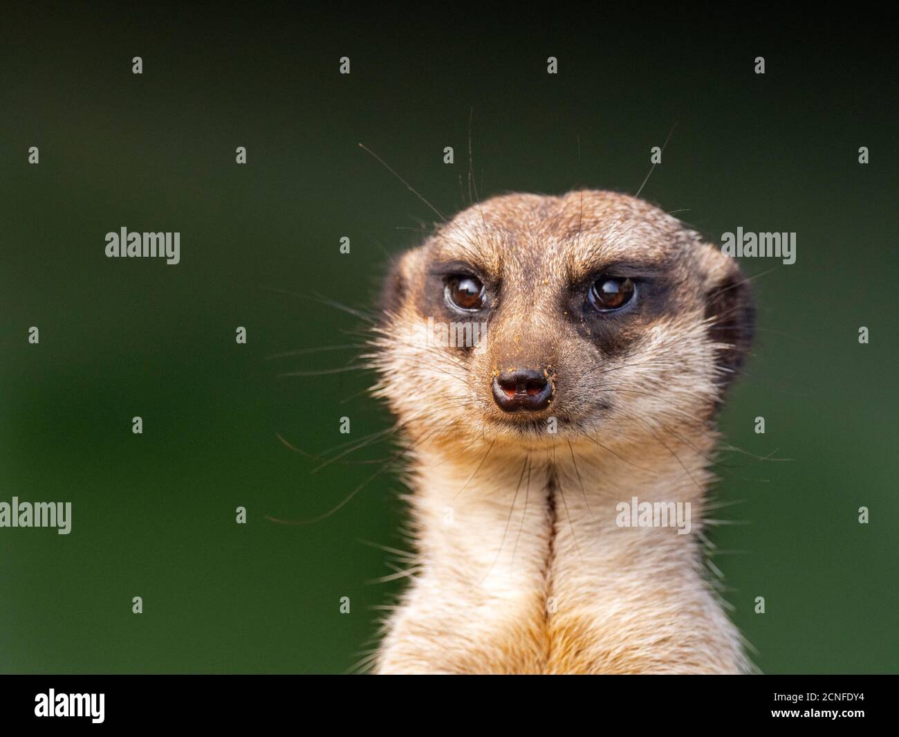 Desert lizards hi-res stock photography and images - Alamy