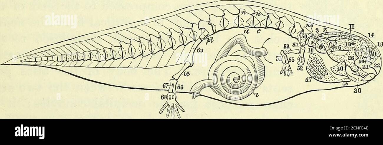 . On the anatomy of vertebrates [electronic resource] . Skeleton of ...