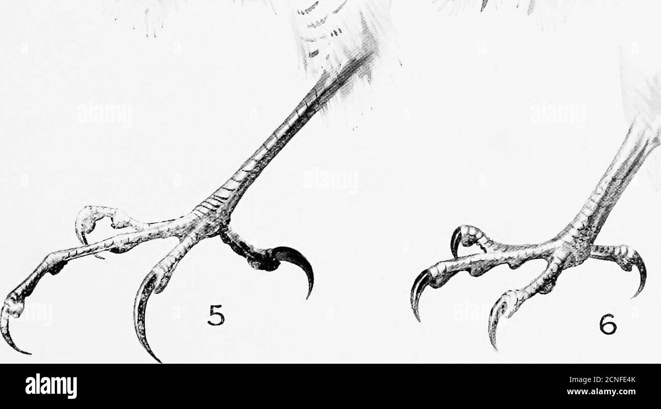 . The British bird book . I AND 2. Sparrow HawkS- Foot of Sparrow Hawk ...