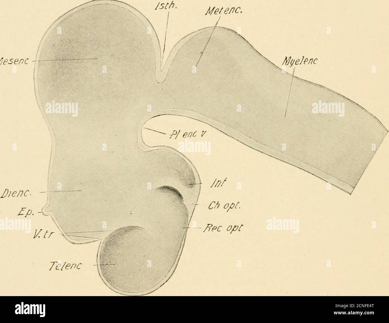 . The development of the chick; an introduction to embryology . rly ...