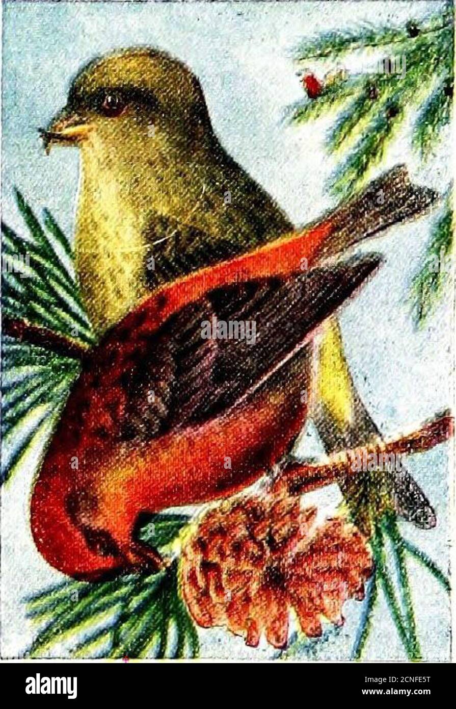 . The bird book, illustrating in natural colors more than seven hundred ...