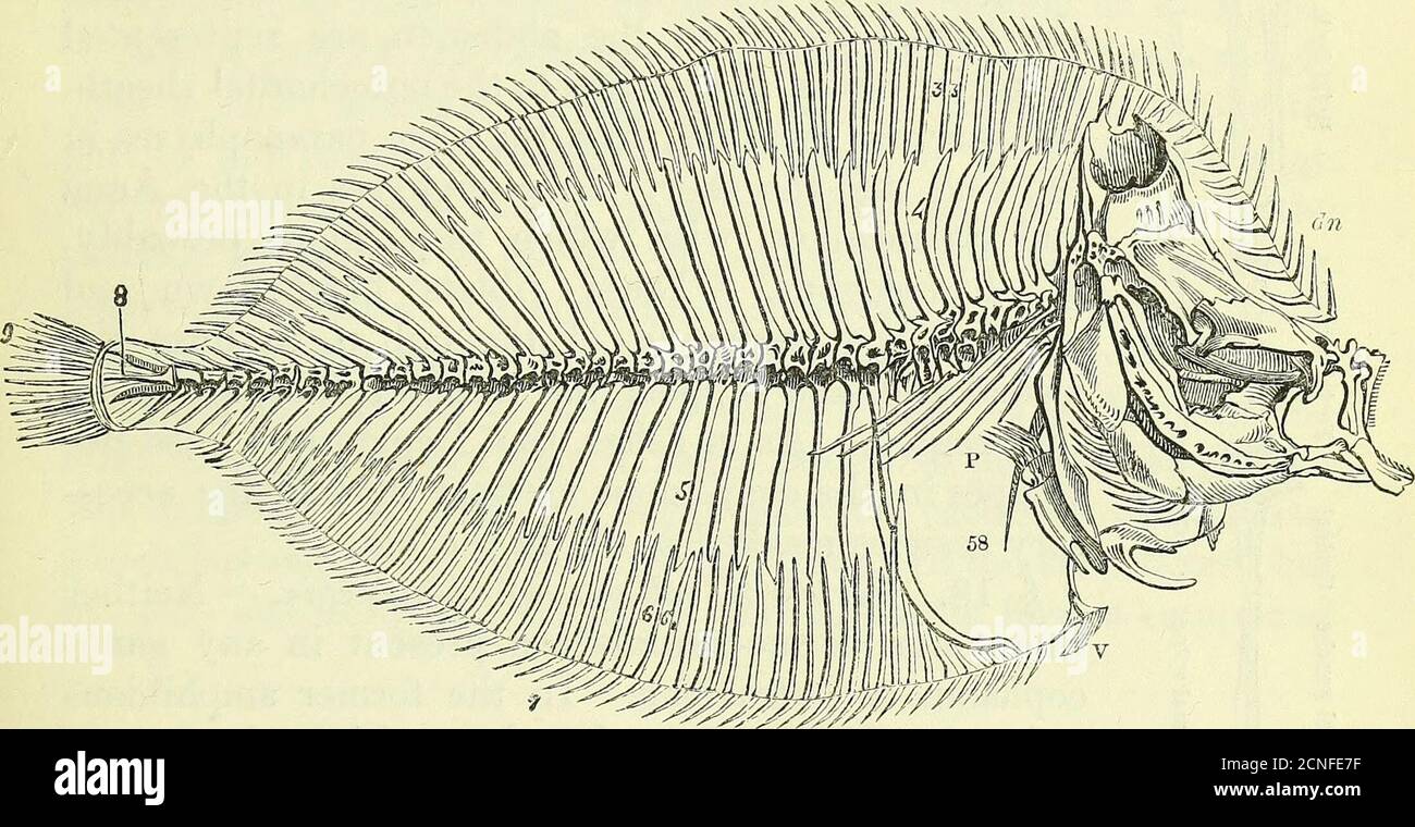 . On the anatomy of vertebrates [electronic resource] . ed by the part ...