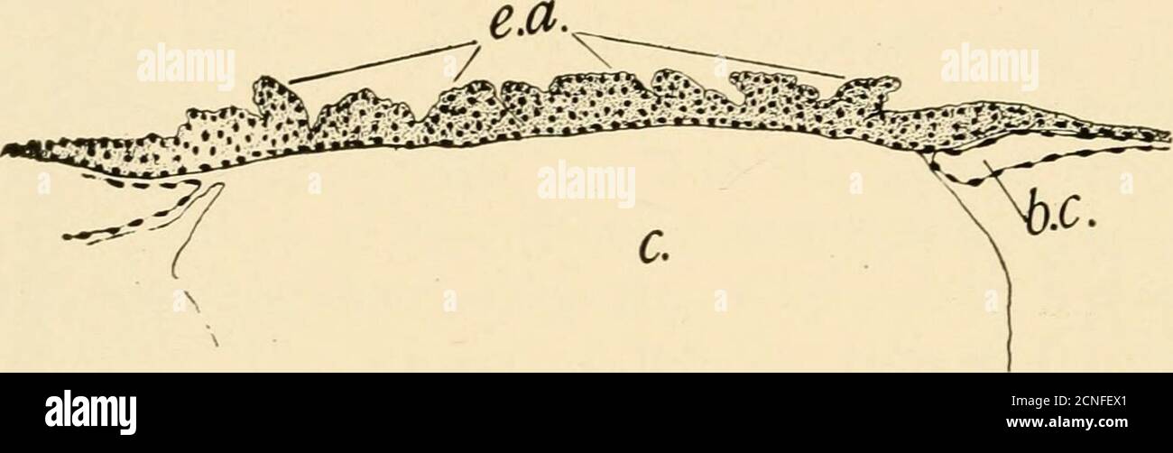 . The development of the chick; an introduction to embryology . Fig. 76 ...