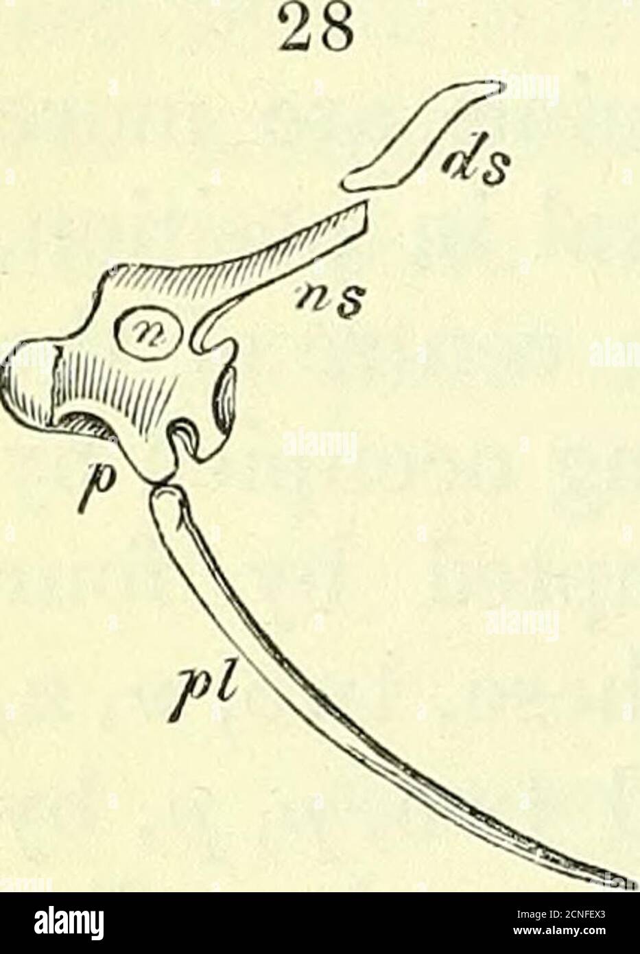 Salamander anatomy hi-res stock photography and images - Alamy