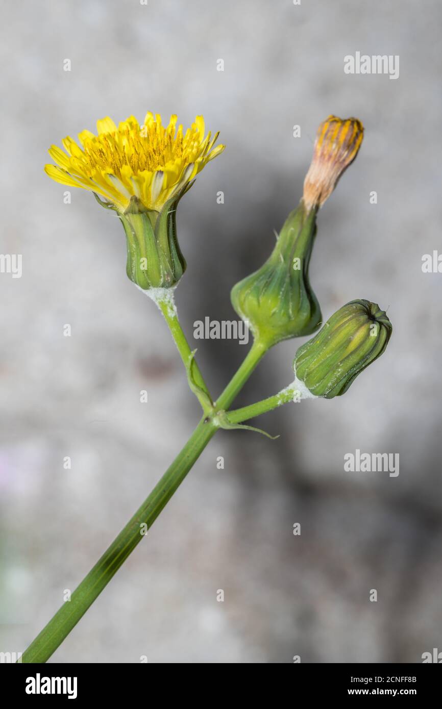 South africa edible wild plant hi-res stock photography and images - Alamy