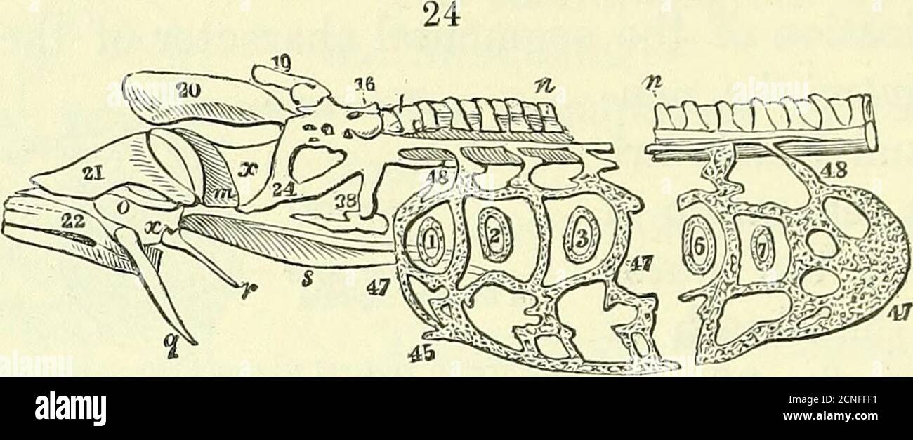 . On the anatomy of vertebrates [electronic resource] . mchiostoma ...