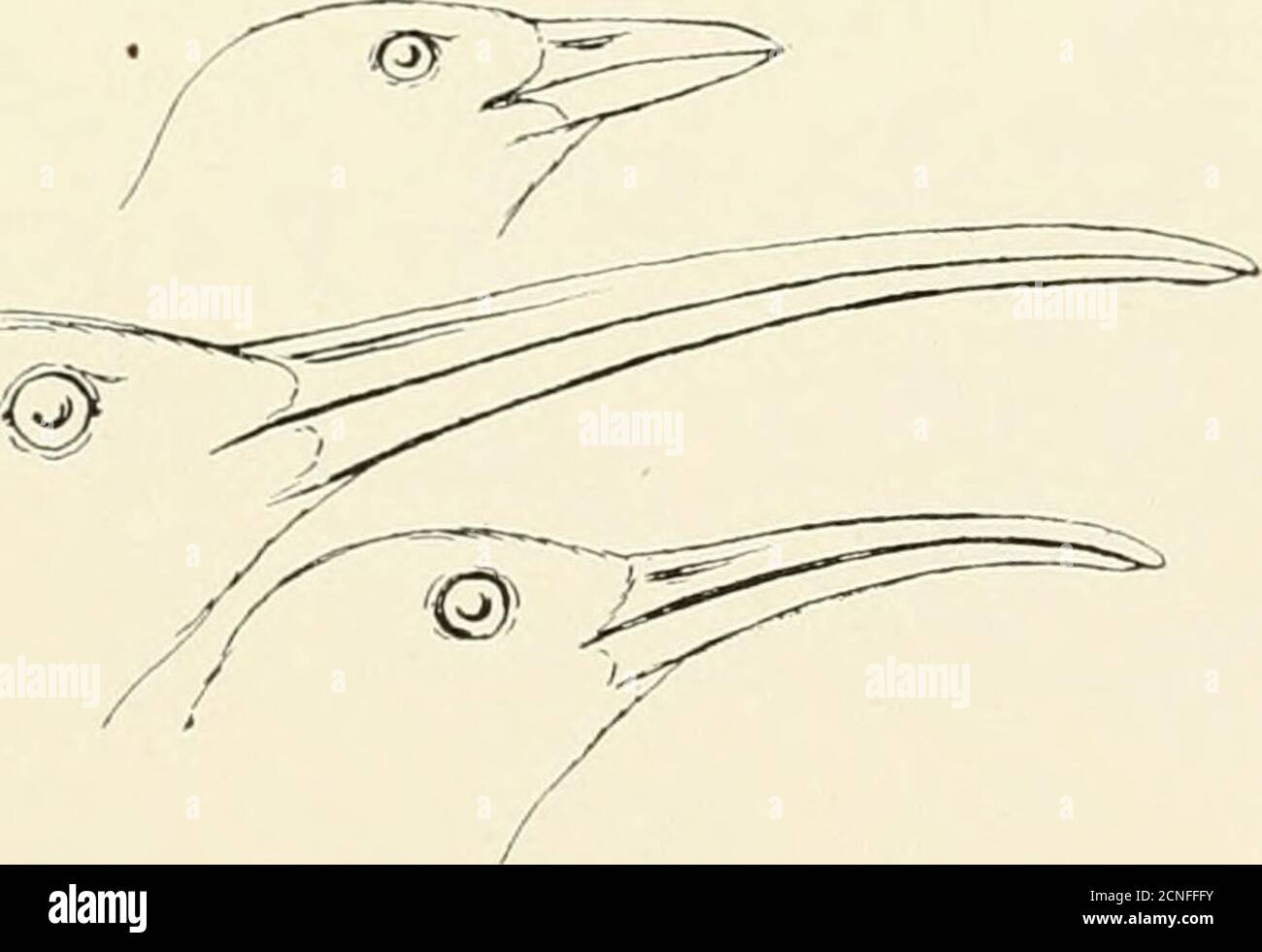 . The birds of Illinois and Wisconsin . King Rail.. *%; Virginia Rail ...