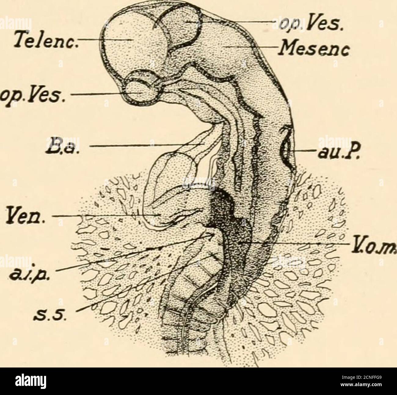 . The development of the chick; an introduction to embryology . -Mm ...