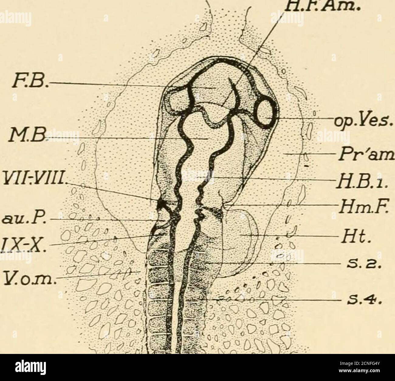 Chick Embryology