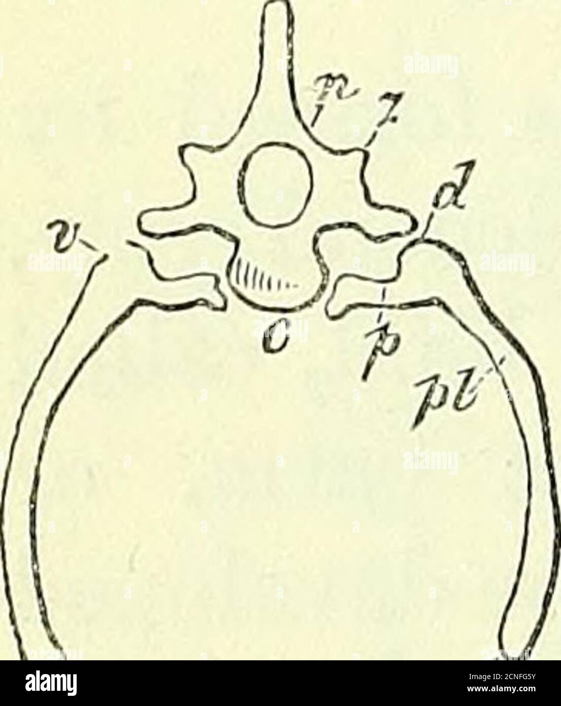 . On the anatomy of vertebrates [electronic resource] . panded ...