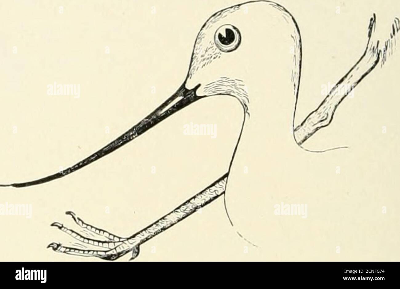 4 webbed toes hi-res stock photography and images - Alamy