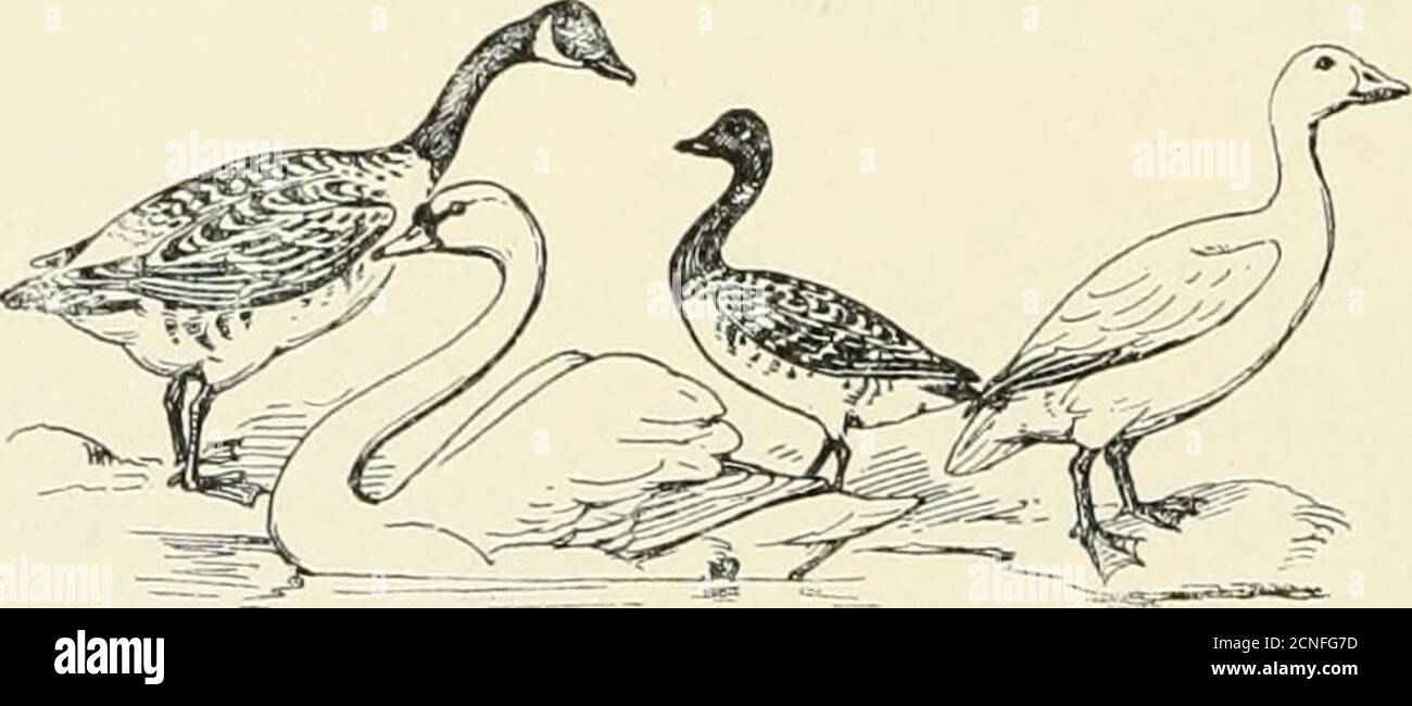 . The birds of Illinois and Wisconsin . Bill, not narrow; tarsus ...