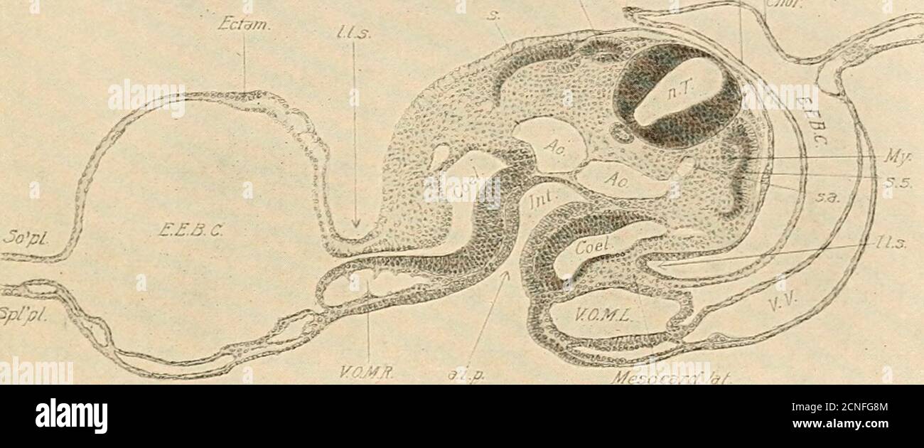 . The development of the chick; an introduction to embryology . certain ...