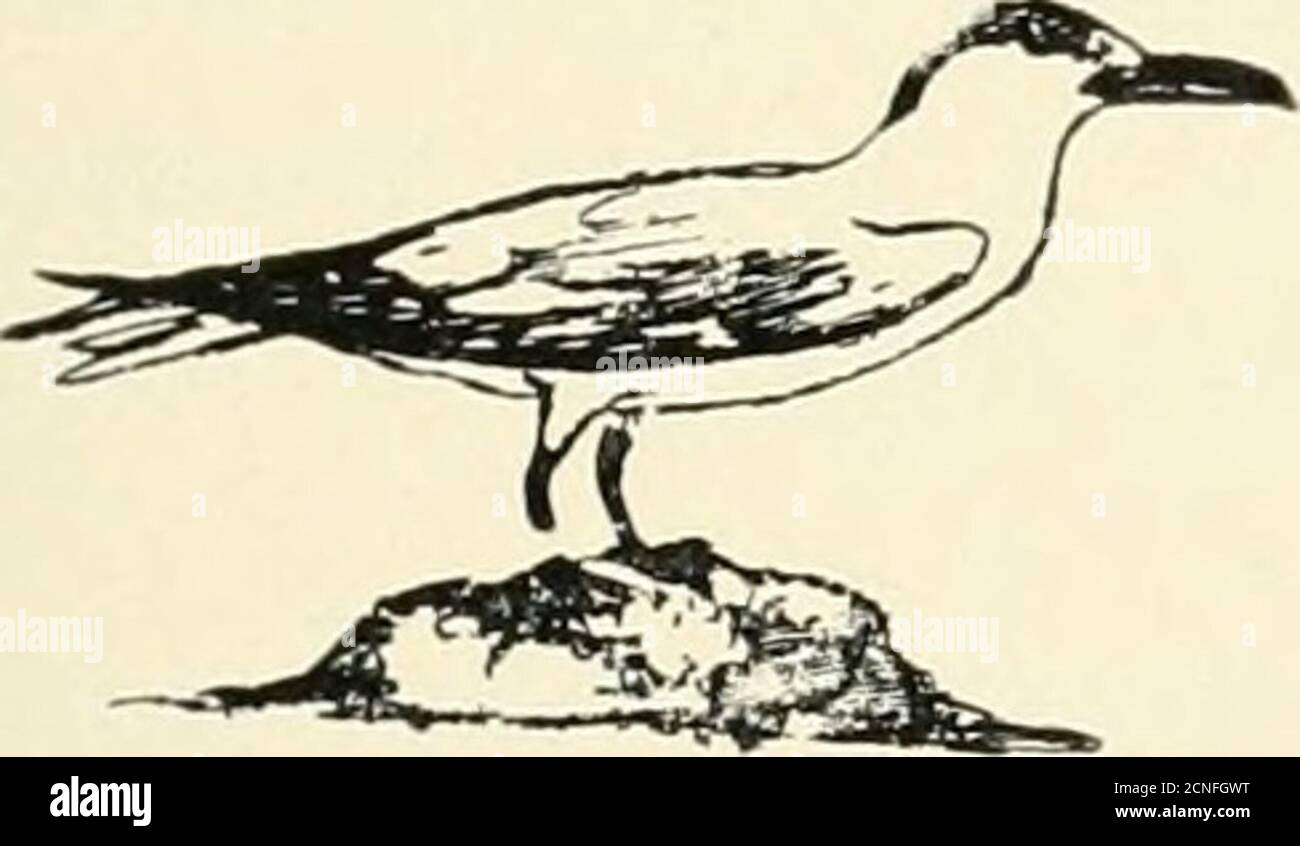 Faint wing bars hi-res stock photography and images - Alamy