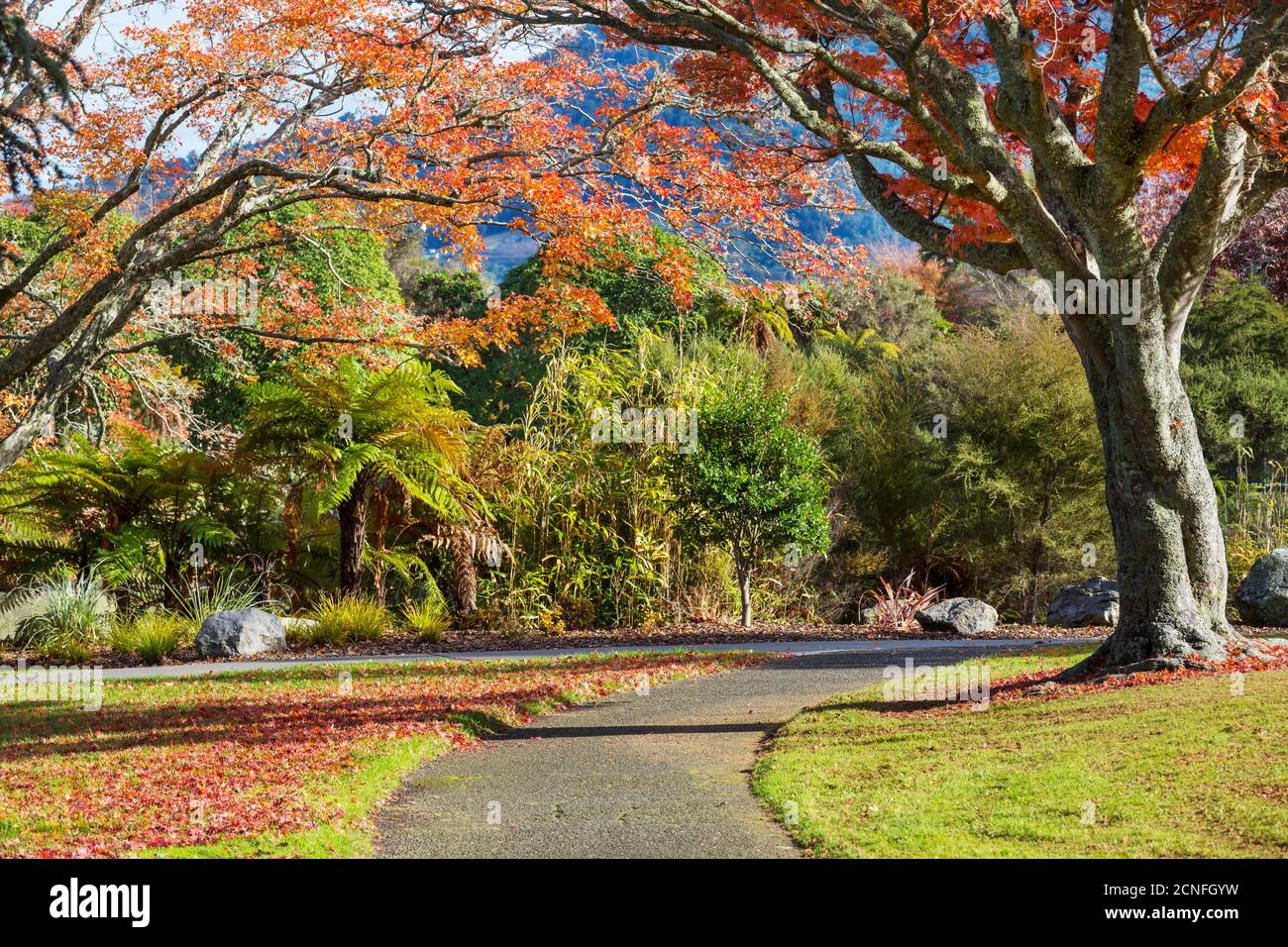 Autumn park in New Zealand Stock Photo - Alamy