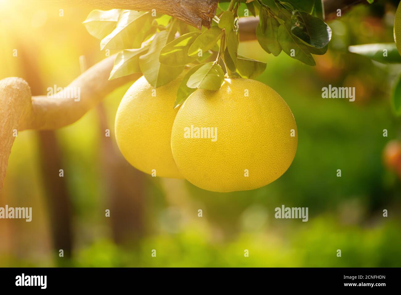 Ripe pomelo fruits hang on the trees in the citrus garden. Harvest of ...