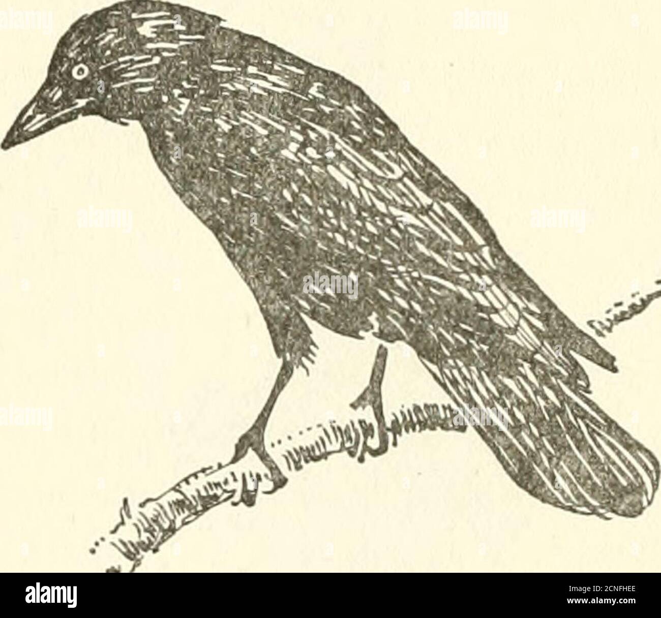 The rookeries of london hi-res stock photography and images - Alamy