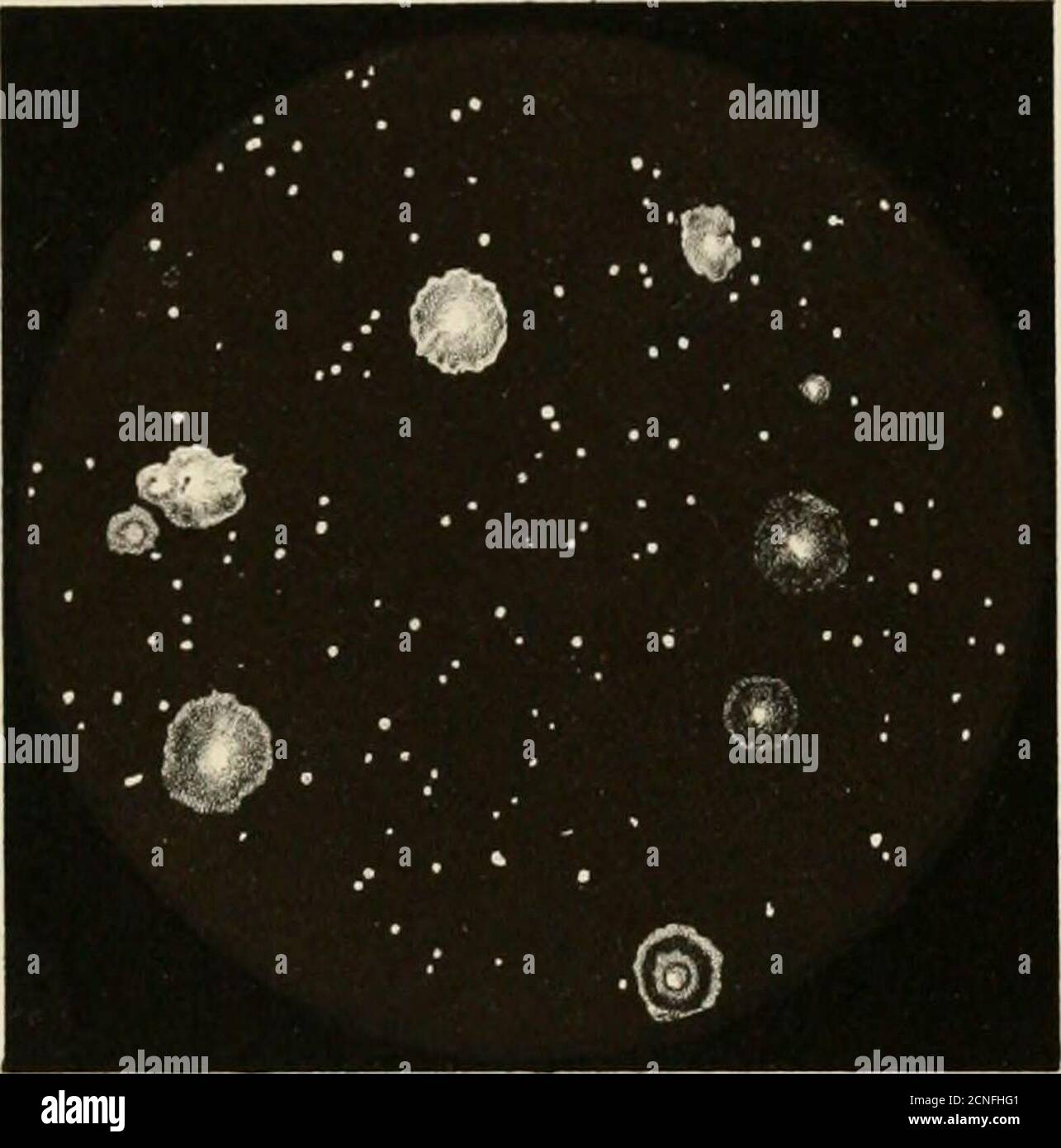 . The etiology and pathology of grouse disease, fowl enteritis, and ...