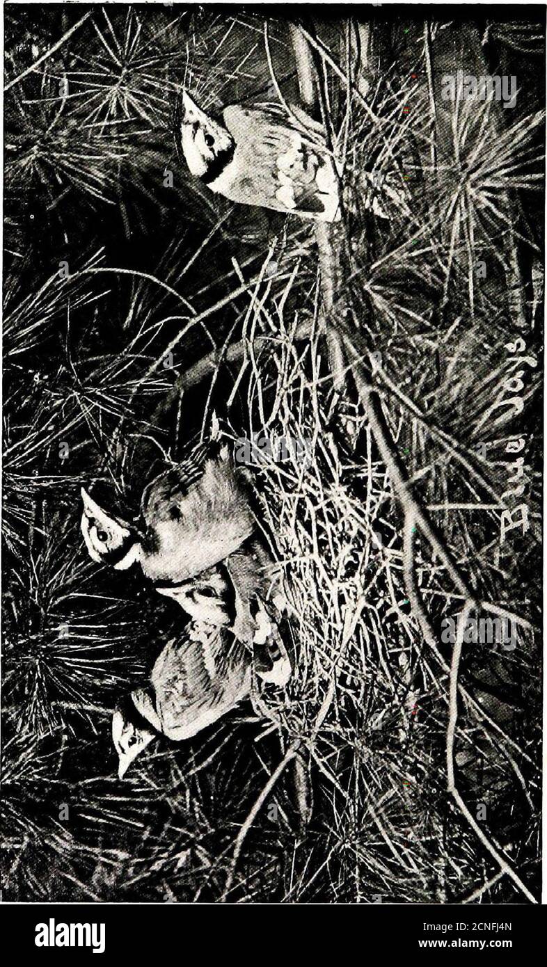 . The bird book, illustrating in natural colors more than seven hundred ...