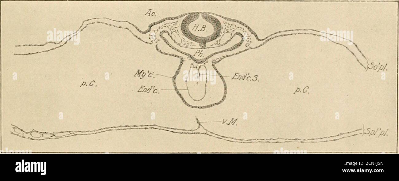 . The development of the chick; an introduction to embryology . JSomf ...