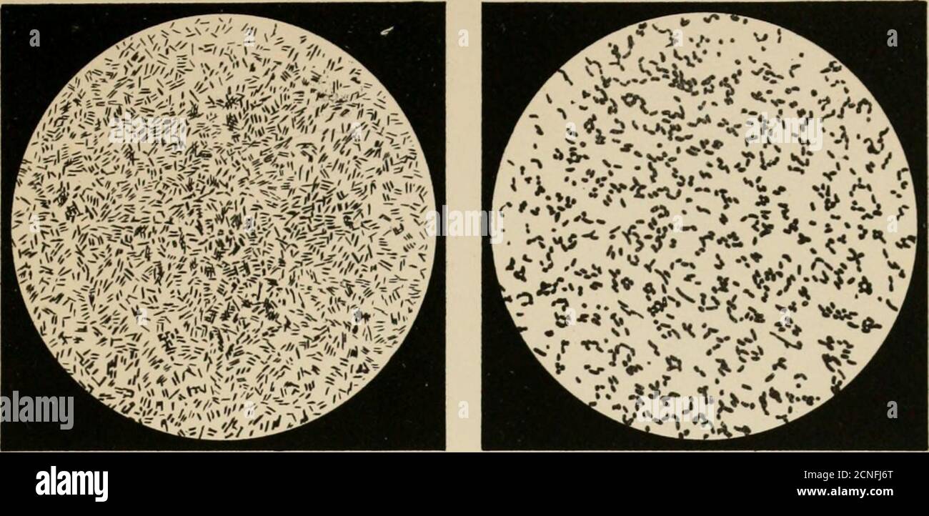 . The etiology and pathology of grouse disease, fowl enteritis, and ...