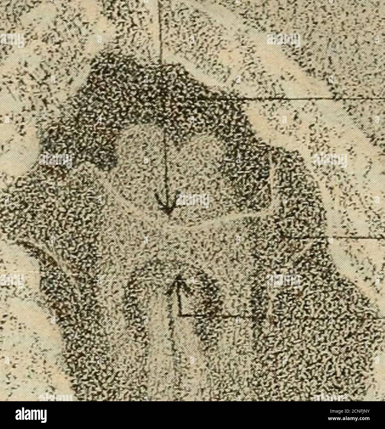 . The development of the chick; an introduction to embryology . Fig. 5L ...
