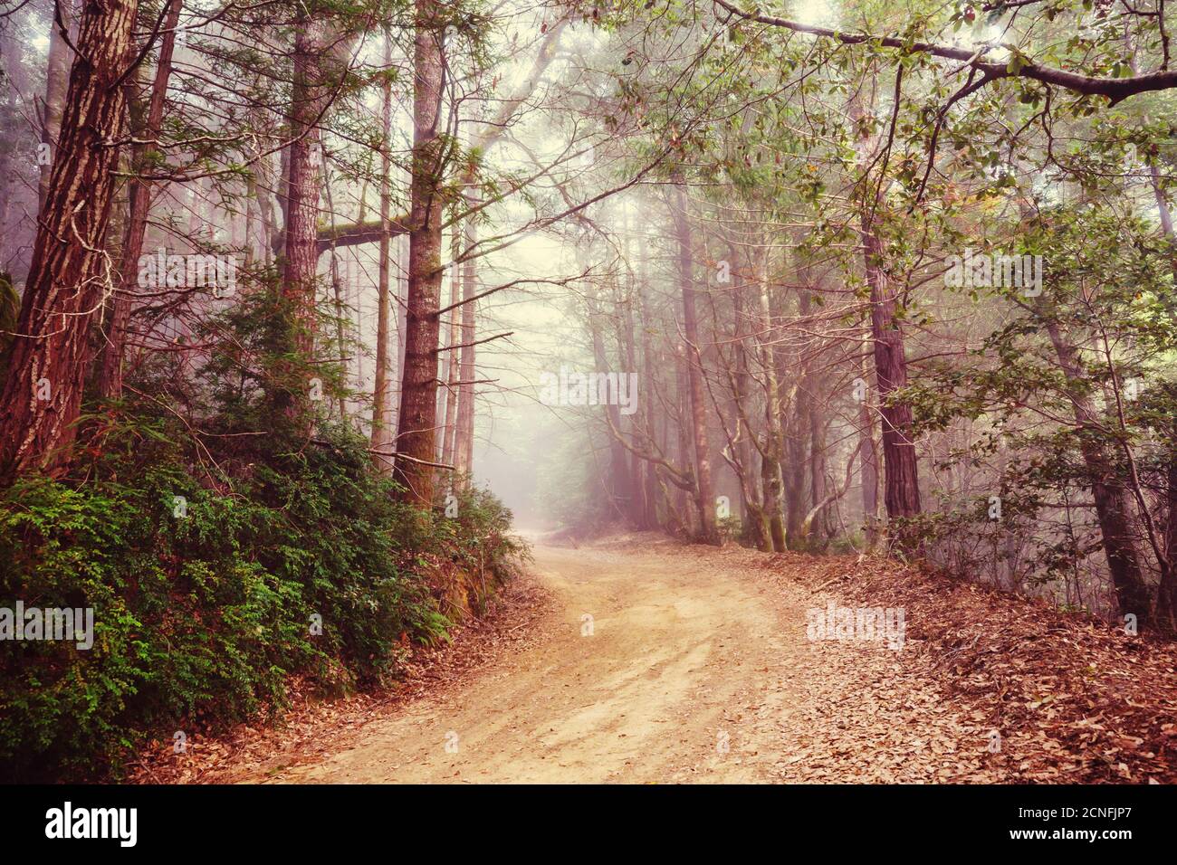 Road in the forest Stock Photo - Alamy