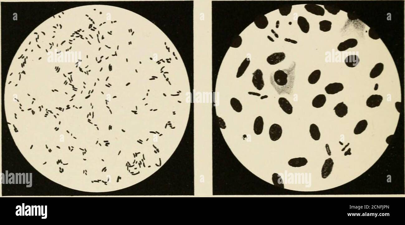 . The etiology and pathology of grouse disease, fowl enteritis, and ...