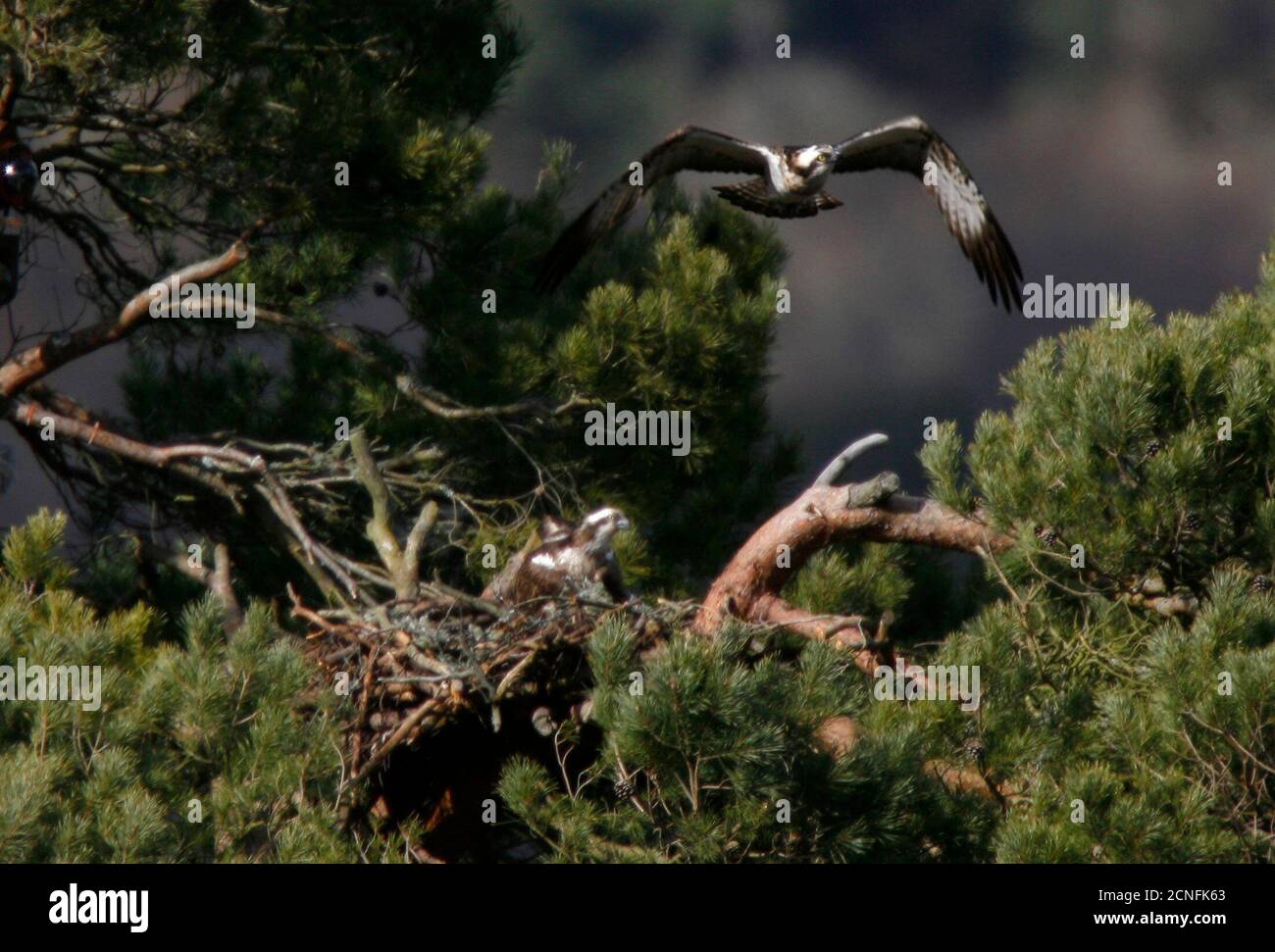 Ospreys scotland hi-res stock photography and images - Alamy