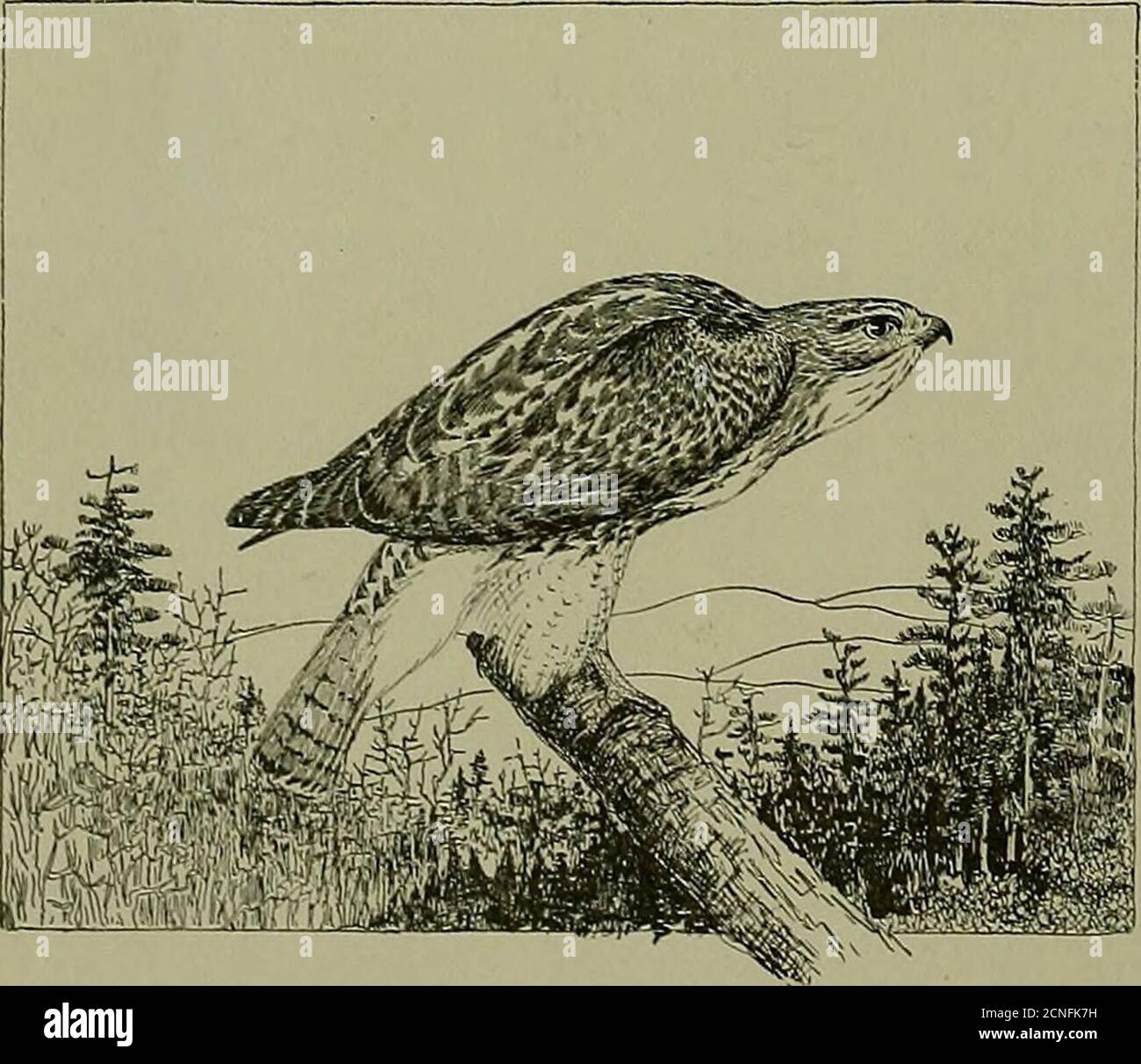 Ring tailed hawk hi-res stock photography and images - Alamy