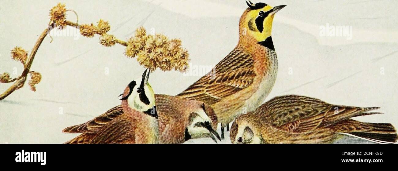 . Birds of New York . ^, ^ SKYLARKAlauda arvensis Linnaeus All i nat ...