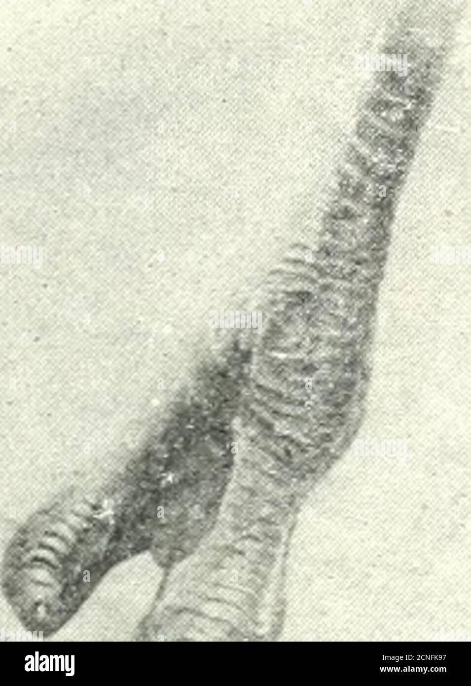 . The bird, its form and function . e of thehorse, the kangaroo,and the ...