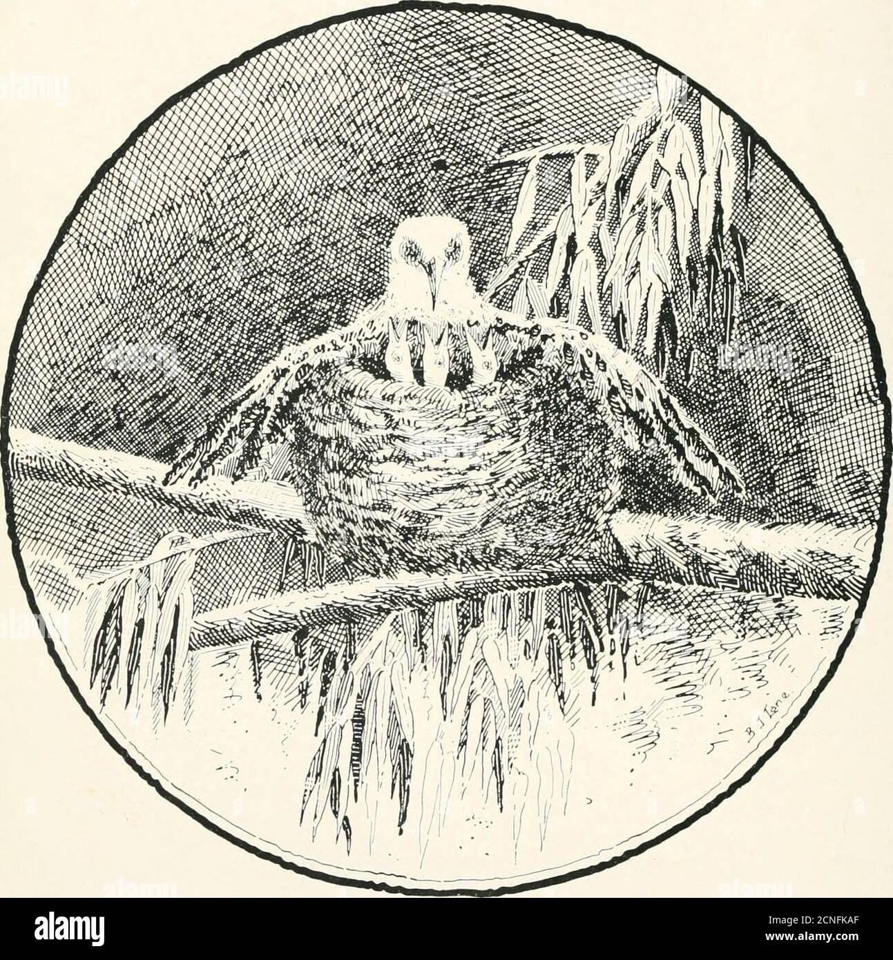 Dead emu hi-res stock photography and images - Alamy