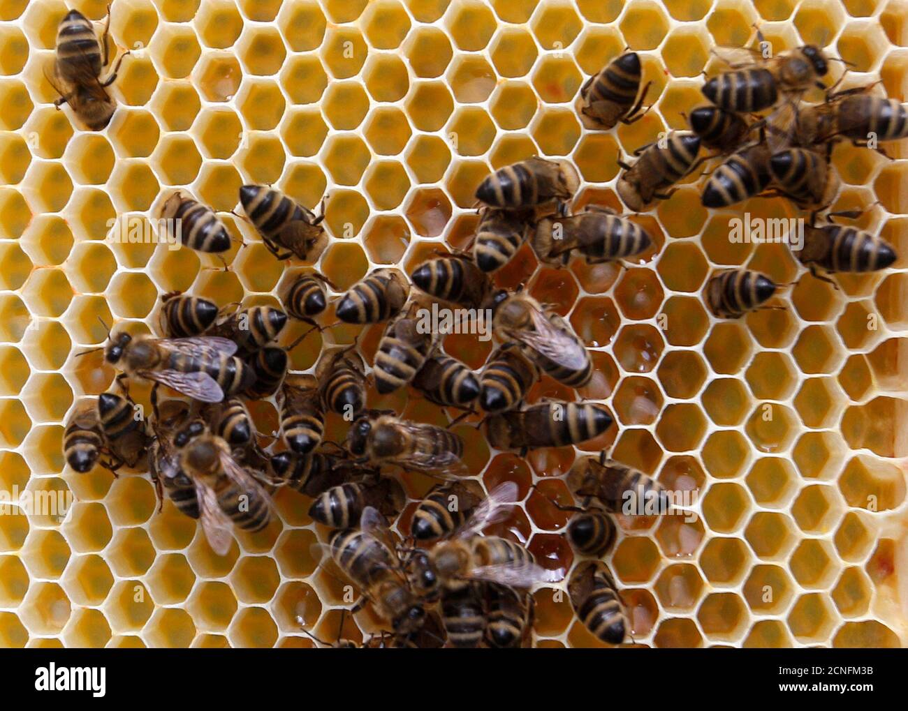 Austria europe bee beehive hi-res stock photography and images - Alamy