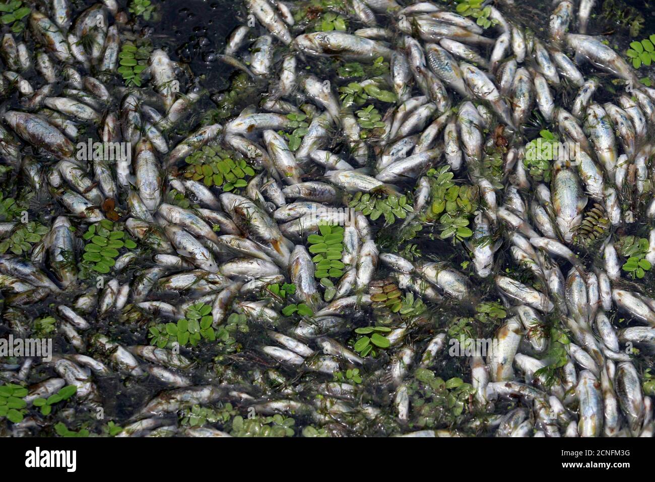 Oxygen Depletion Pollution