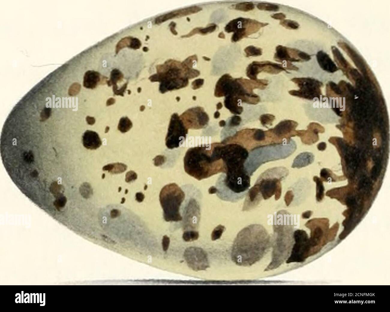 Least sandpiper nest hi-res stock photography and images - Alamy