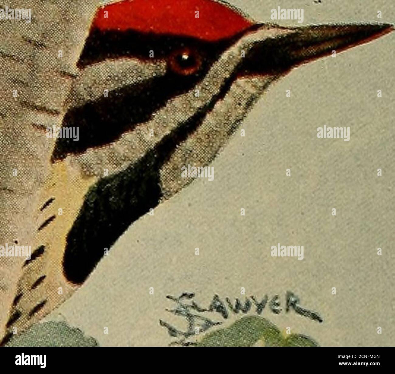 . Bird lore . # « #% * i* ^1 i^ Stock Photo - Alamy