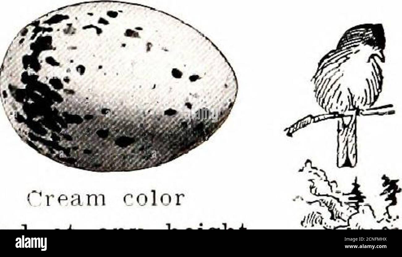 . The bird book, illustrating in natural colors more than seven hundred ...