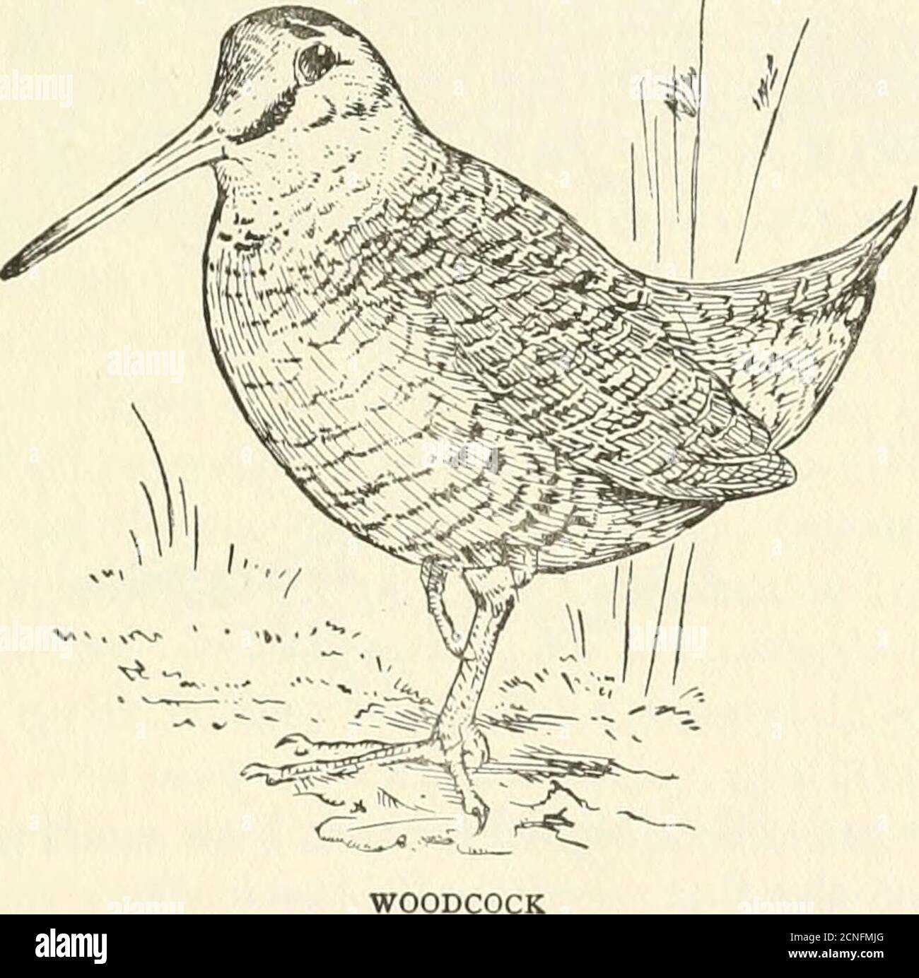 Westernfrance hi-res stock photography and images - Alamy