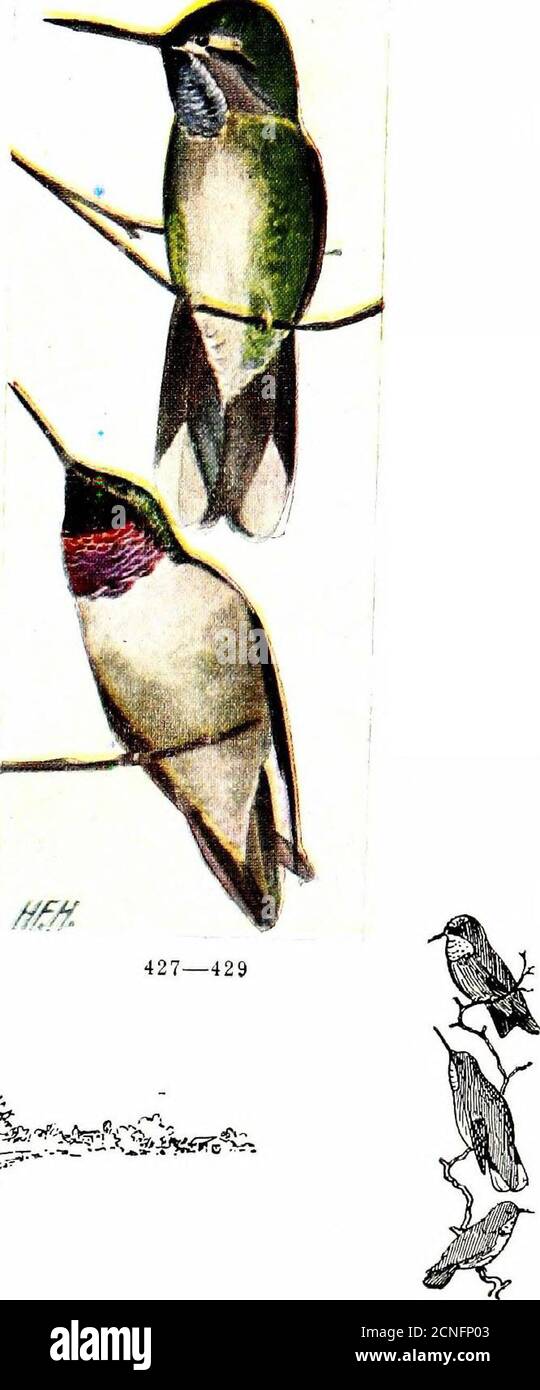 . The bird book, illustrating in natural colors more than seven hundred ...