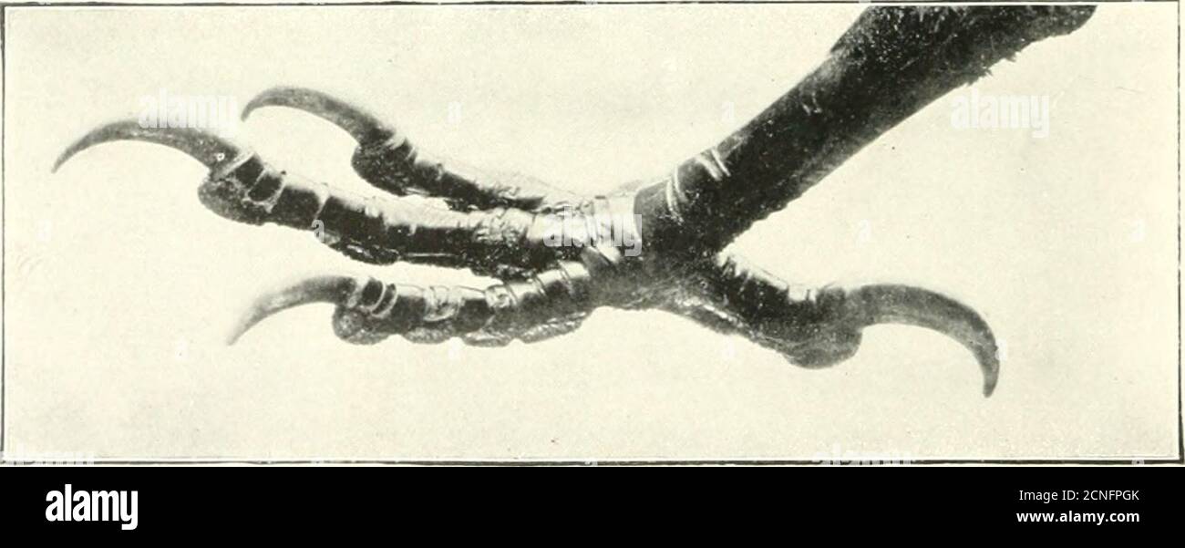 Upperleg hi-res stock photography and images - Alamy