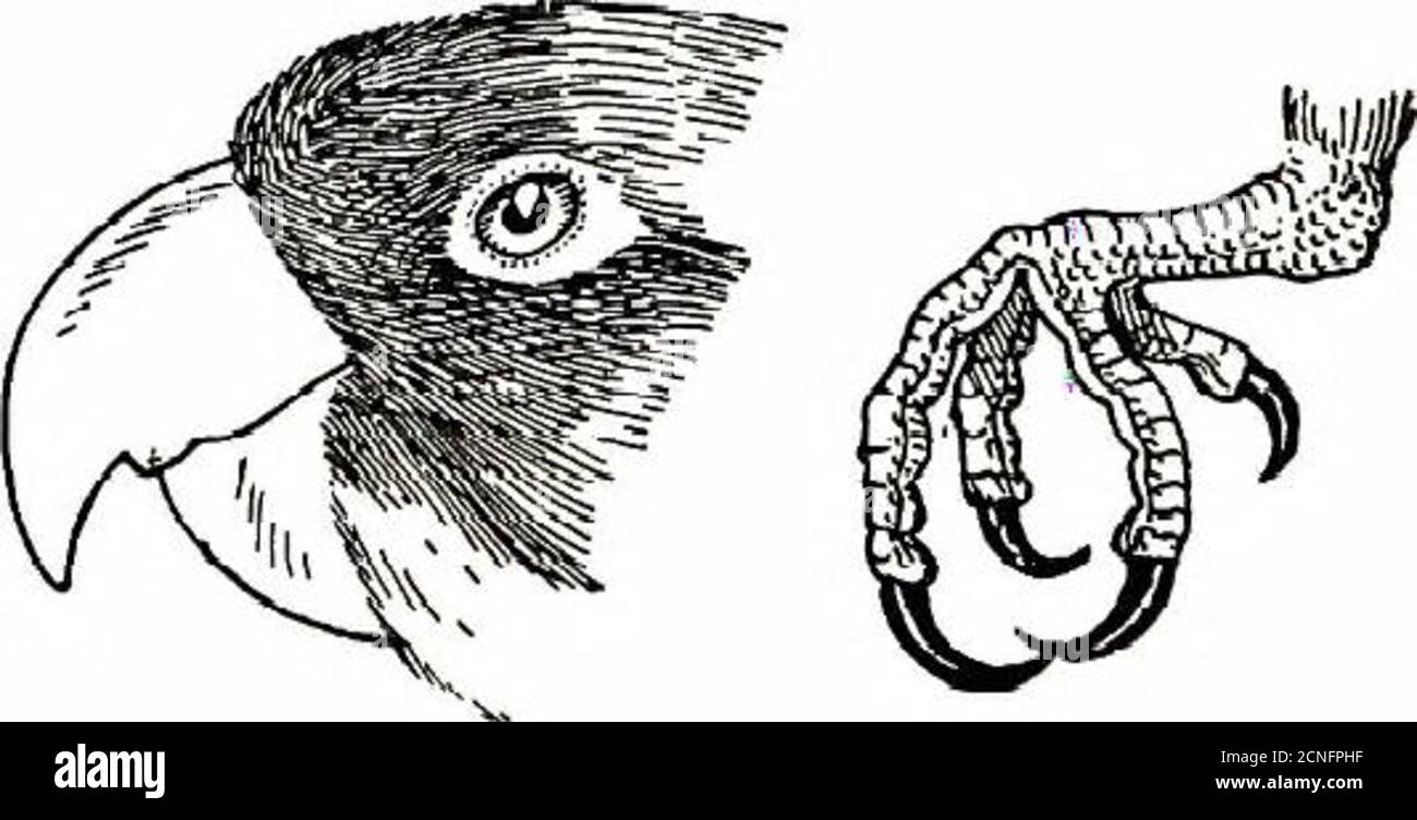 Carolina paroquets hi-res stock photography and images - Alamy