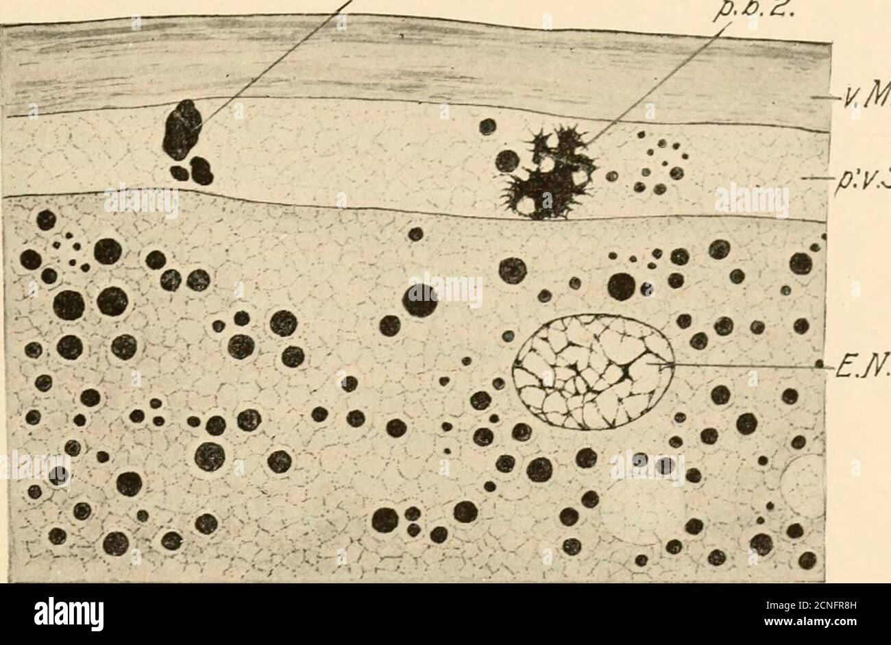 . The development of the chick; an introduction to embryology . ughter ...