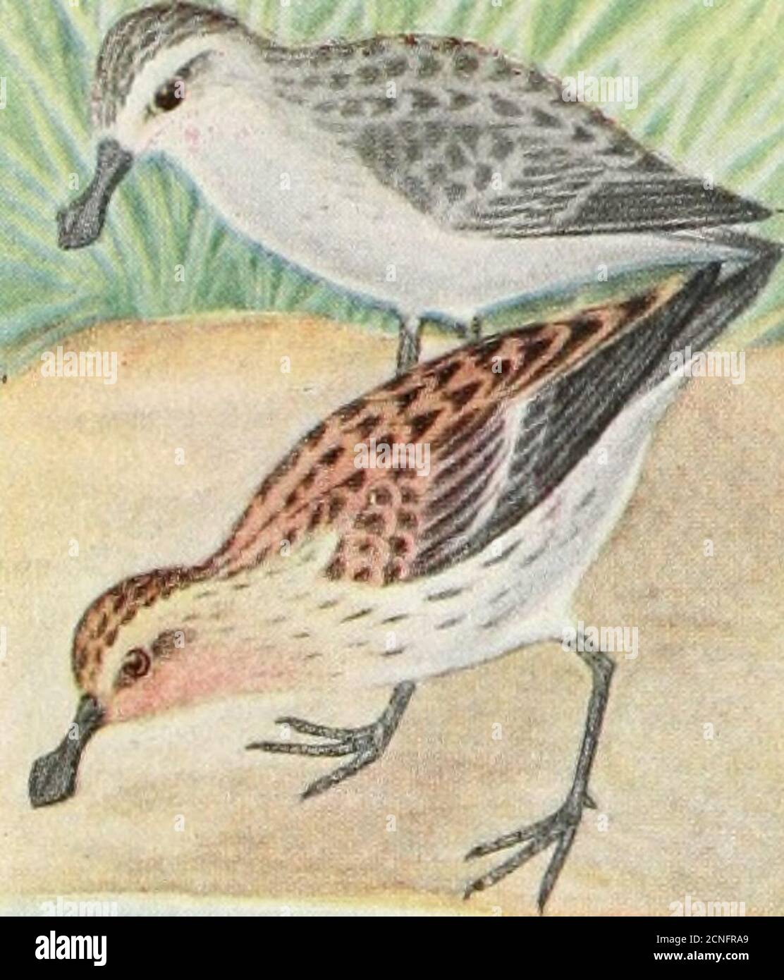 . The bird book : illustrating in natural colors more than seven ...