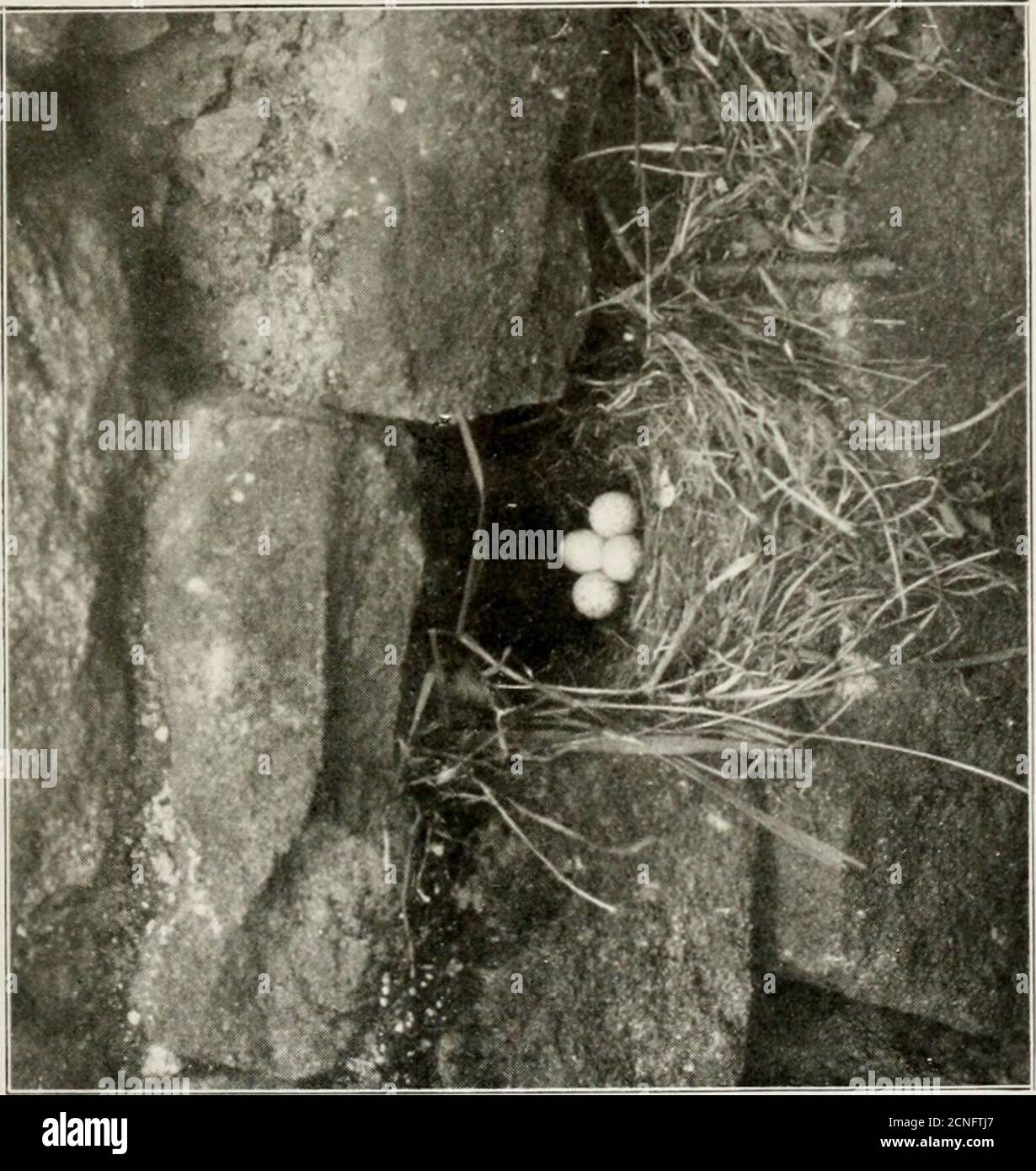 Bessie ducker hi-res stock photography and images - Alamy