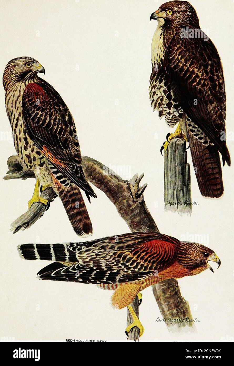 Female rough legged hawk hi-res stock photography and images - Alamy